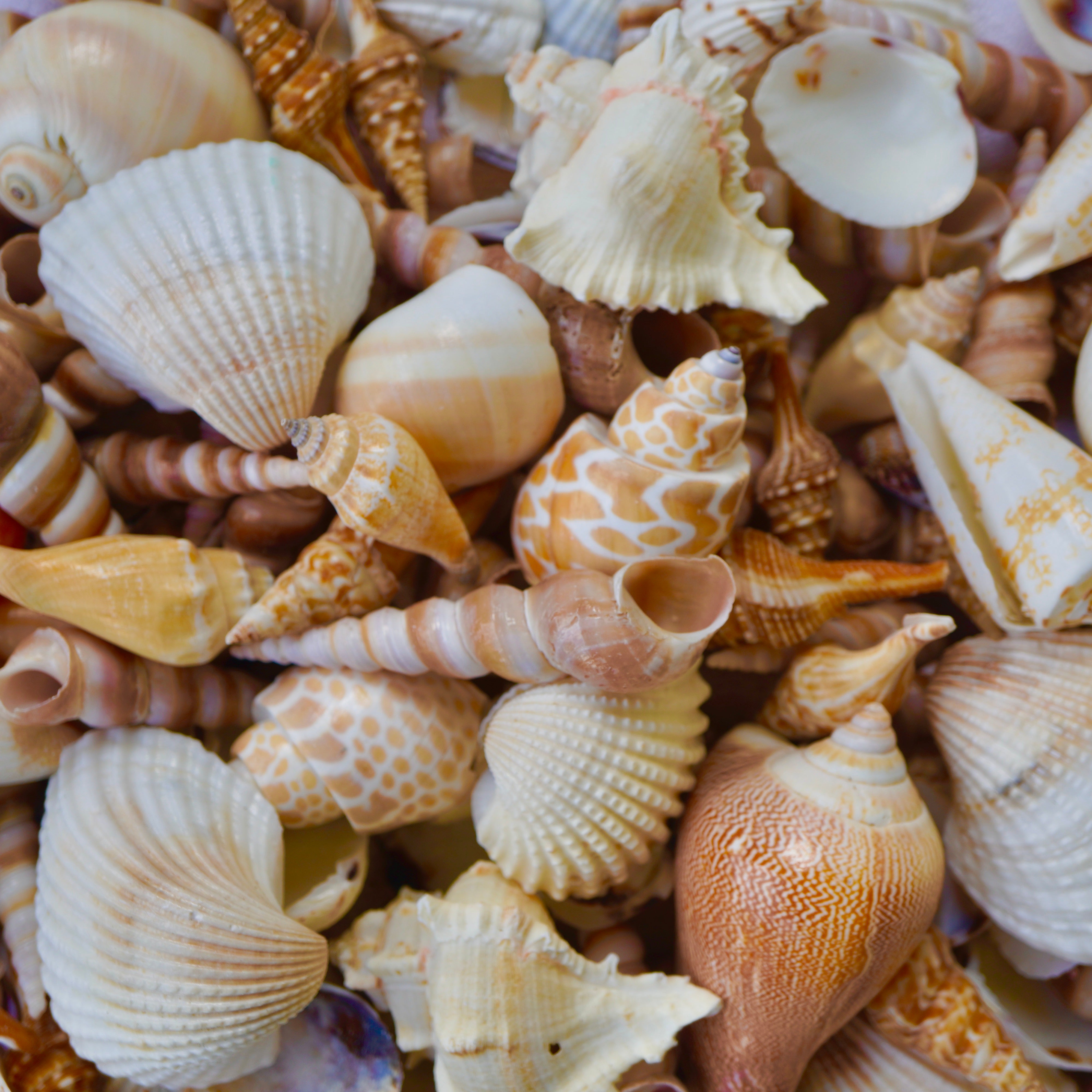 Seashells – Best Of Glamour